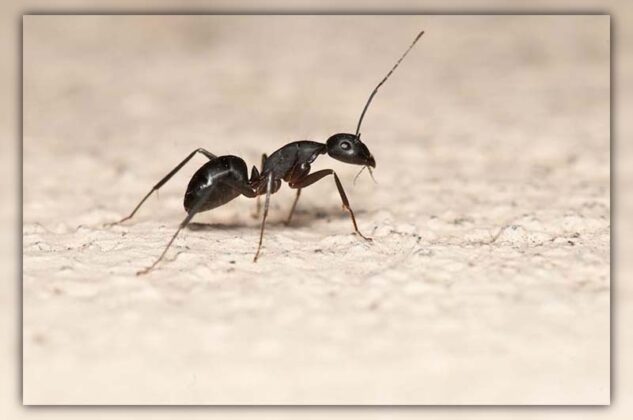 Ants In Walls How To Get Rid Of Them Effectively Pestweek